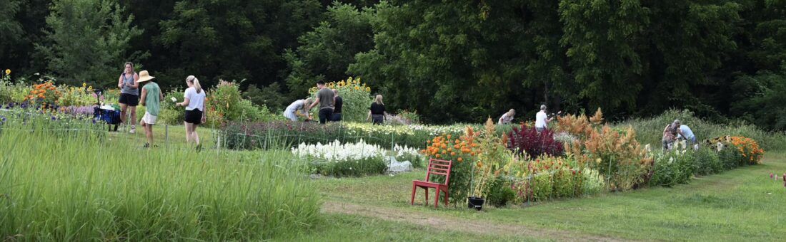 A fragrant field | News, Sports, Jobs - Farm News